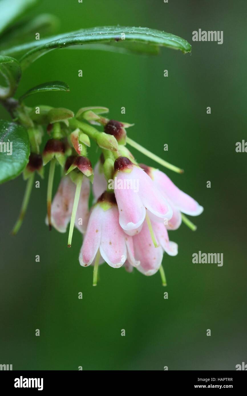 Flowers of cowberry hi-res stock photography and images - Alamy