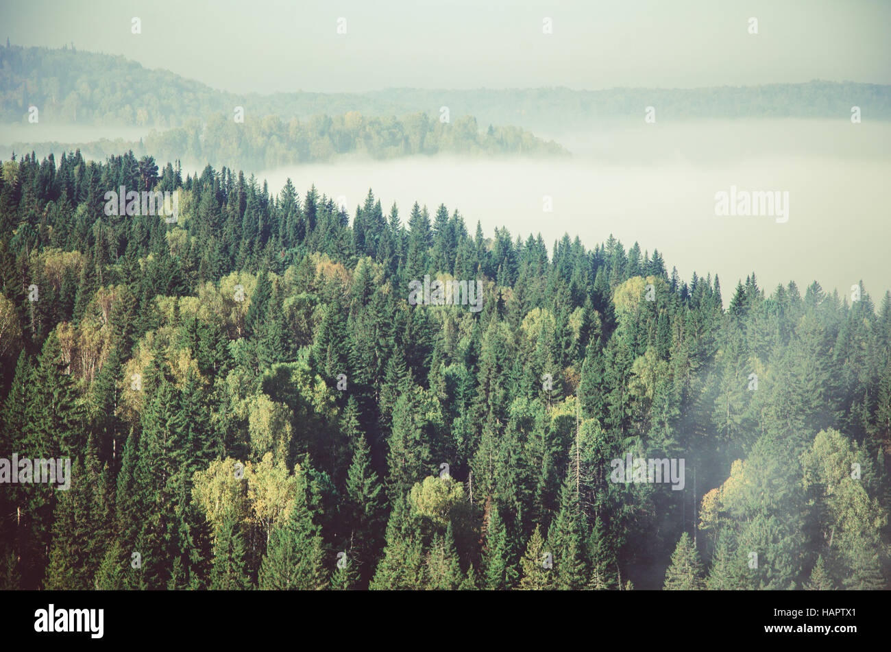 thick fog covered with thick coniferous forest. forest with a bird's ...