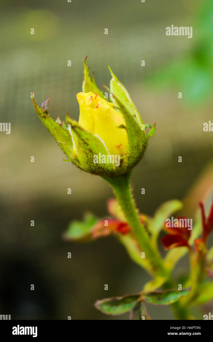 Yellow Rose Bud Stock Photo - Alamy