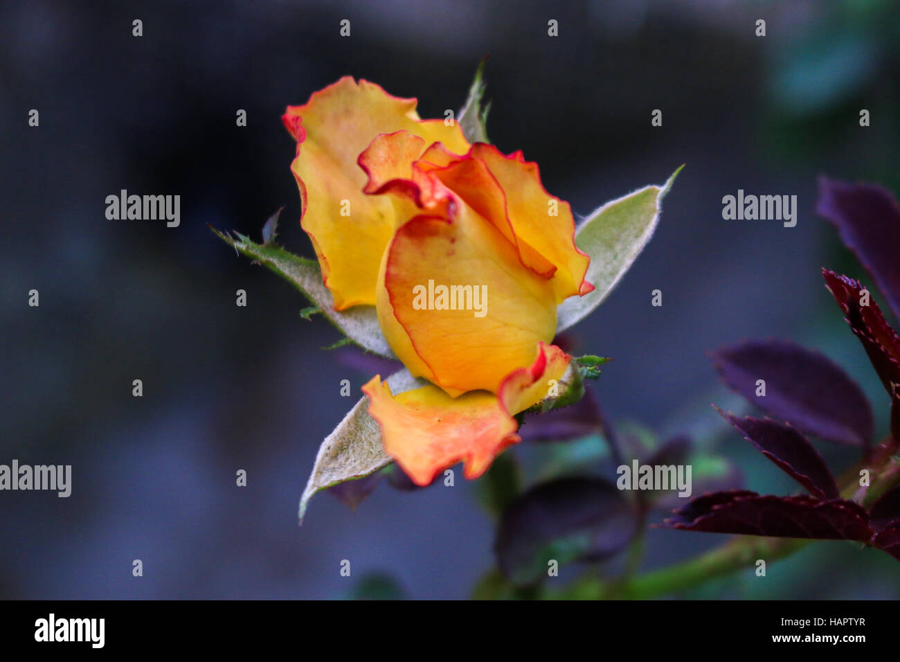 Yellow Rose Bud Stock Photo - Alamy