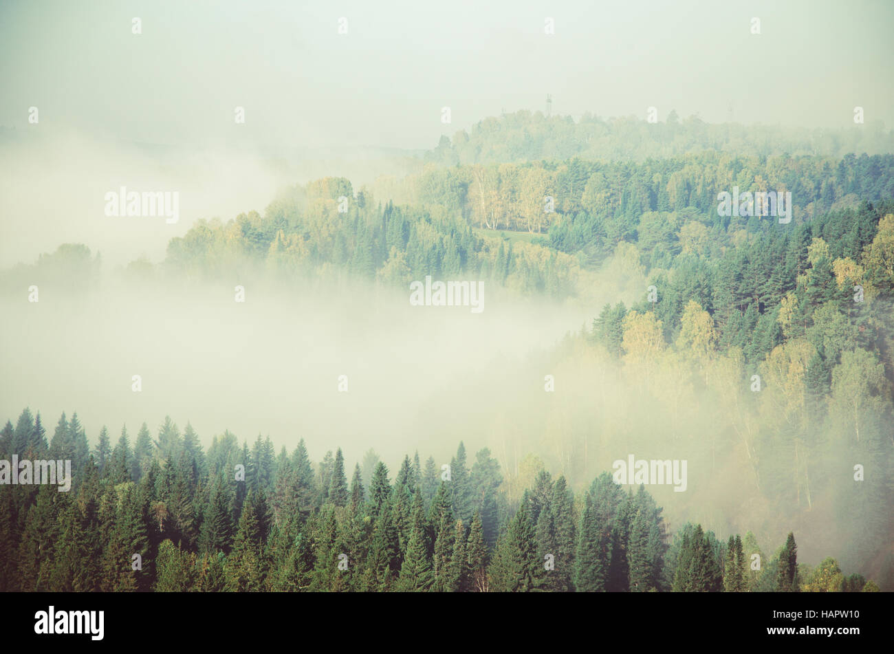 thick fog covered with thick coniferous forest. forest with a bird's ...