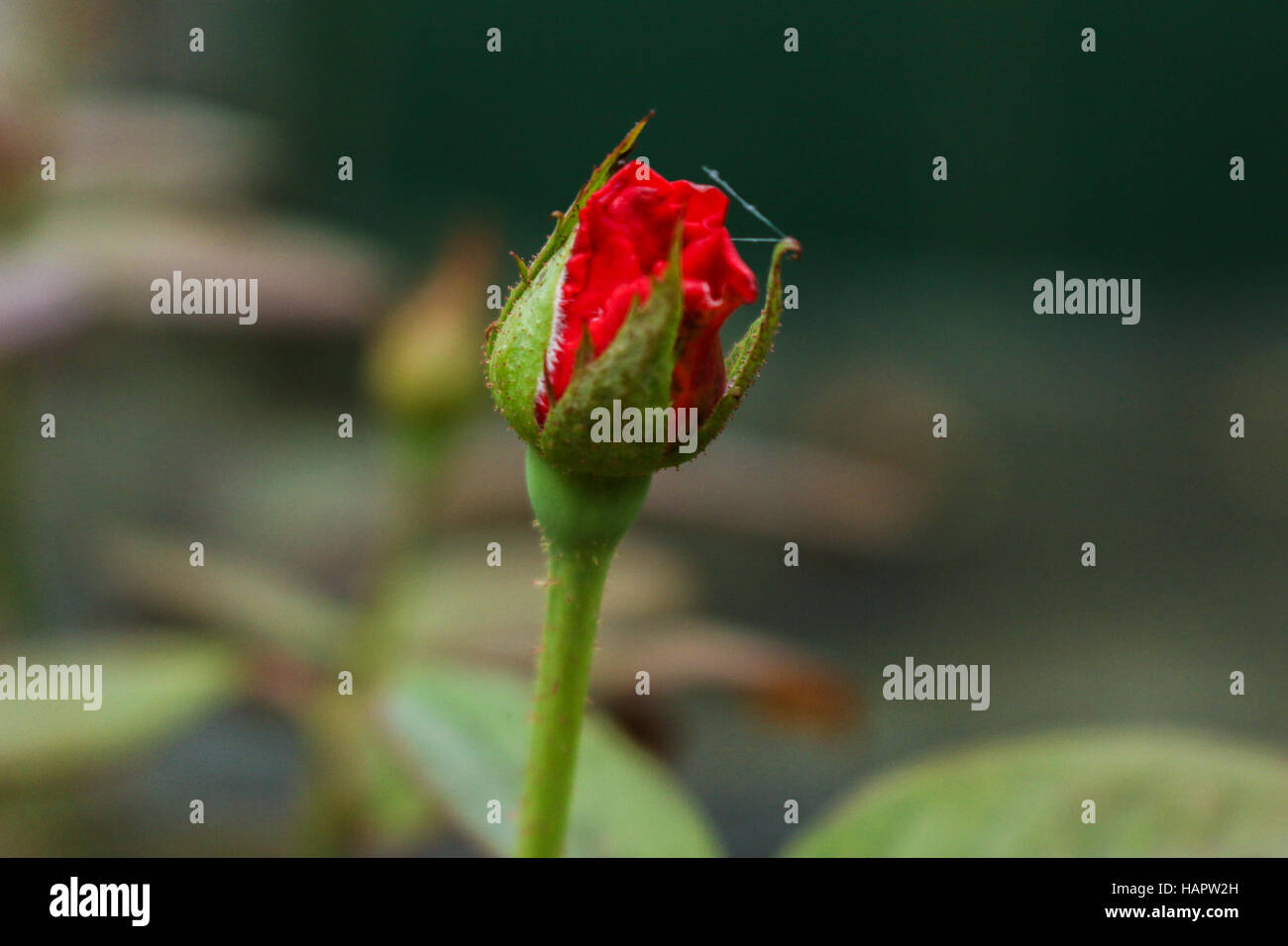 Red Rose Bud Stock Photo - Alamy