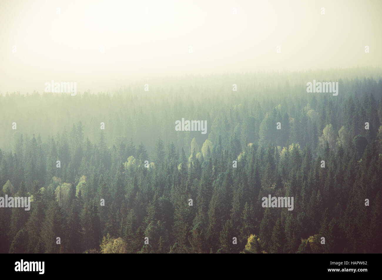 thick fog covered with thick coniferous forest. forest with a bird's ...