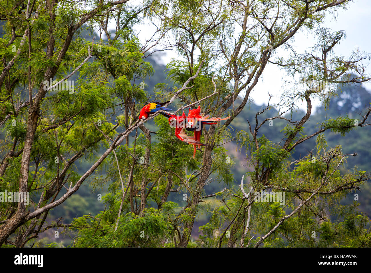 Macaw birds playing in a tree in a rainforest Stock Photo - Alamy