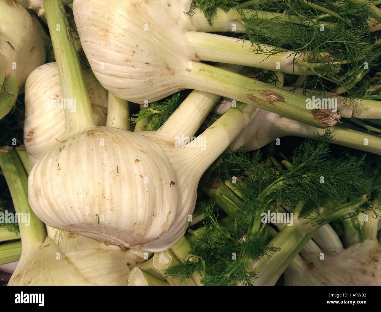 Vegetable fennel texture Stock Photo - Alamy