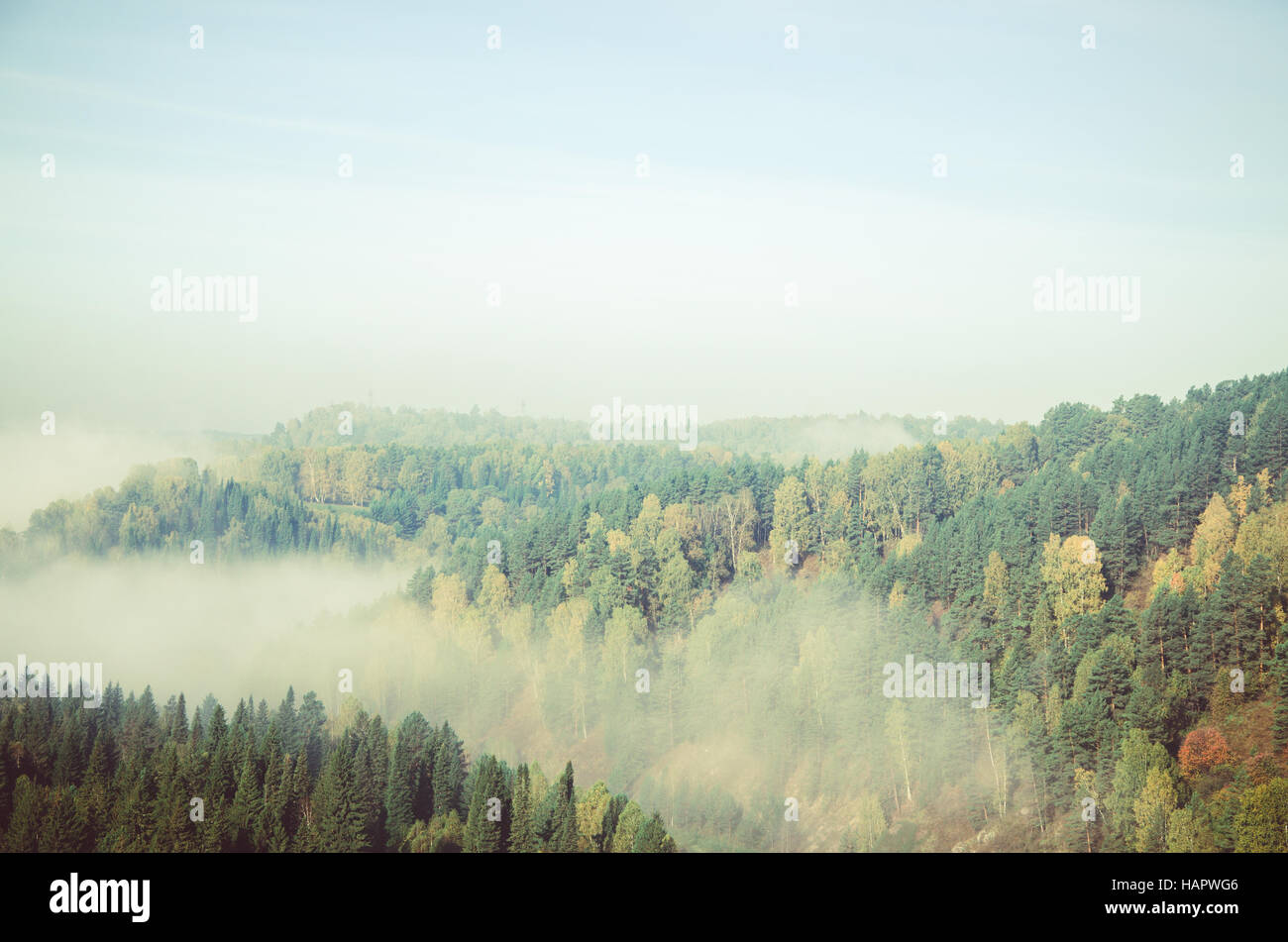 thick fog covered with thick coniferous forest. forest with a bird's ...