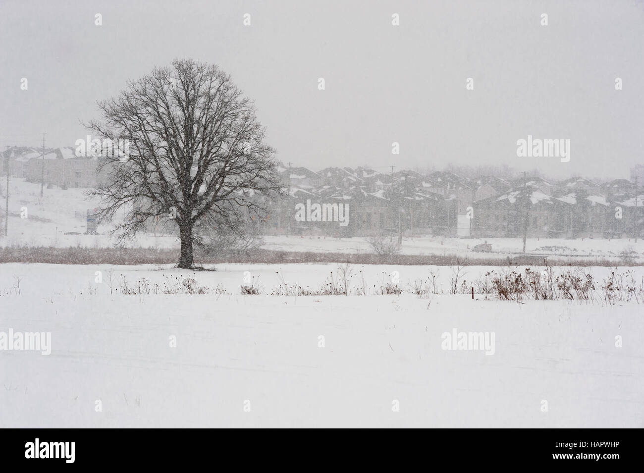 Lone tree in snow storm Stock Photo - Alamy