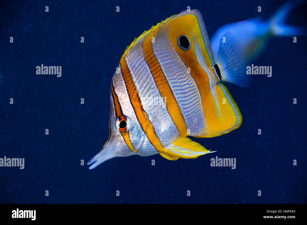 Copperband butterfly fish Stock Photo - Alamy