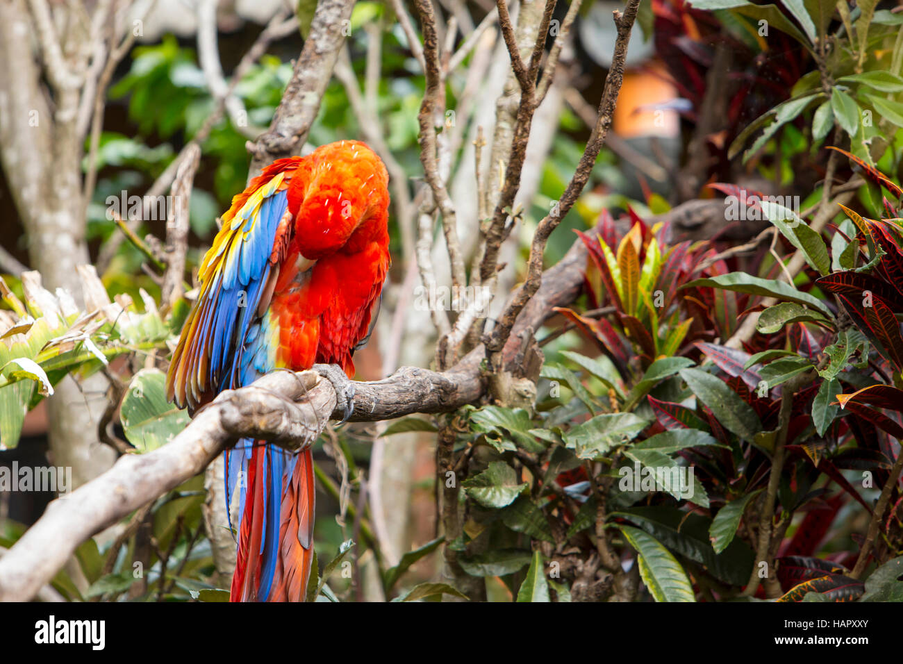 Colorful bird preening hi-res stock photography and images - Alamy