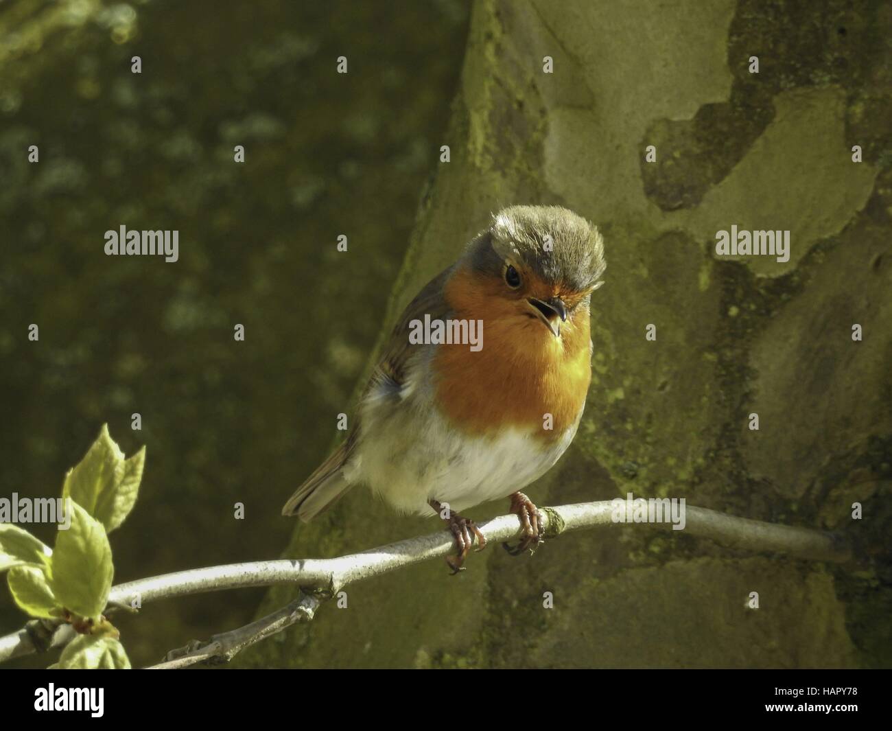 Robin singing, may 2016 | usage worldwide Stock Photo - Alamy