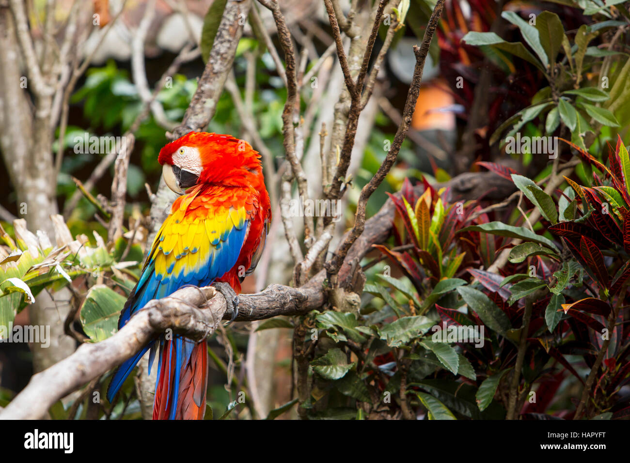 Macaw bird preening while sitting in a tree in a rainforest Stock Photo ...