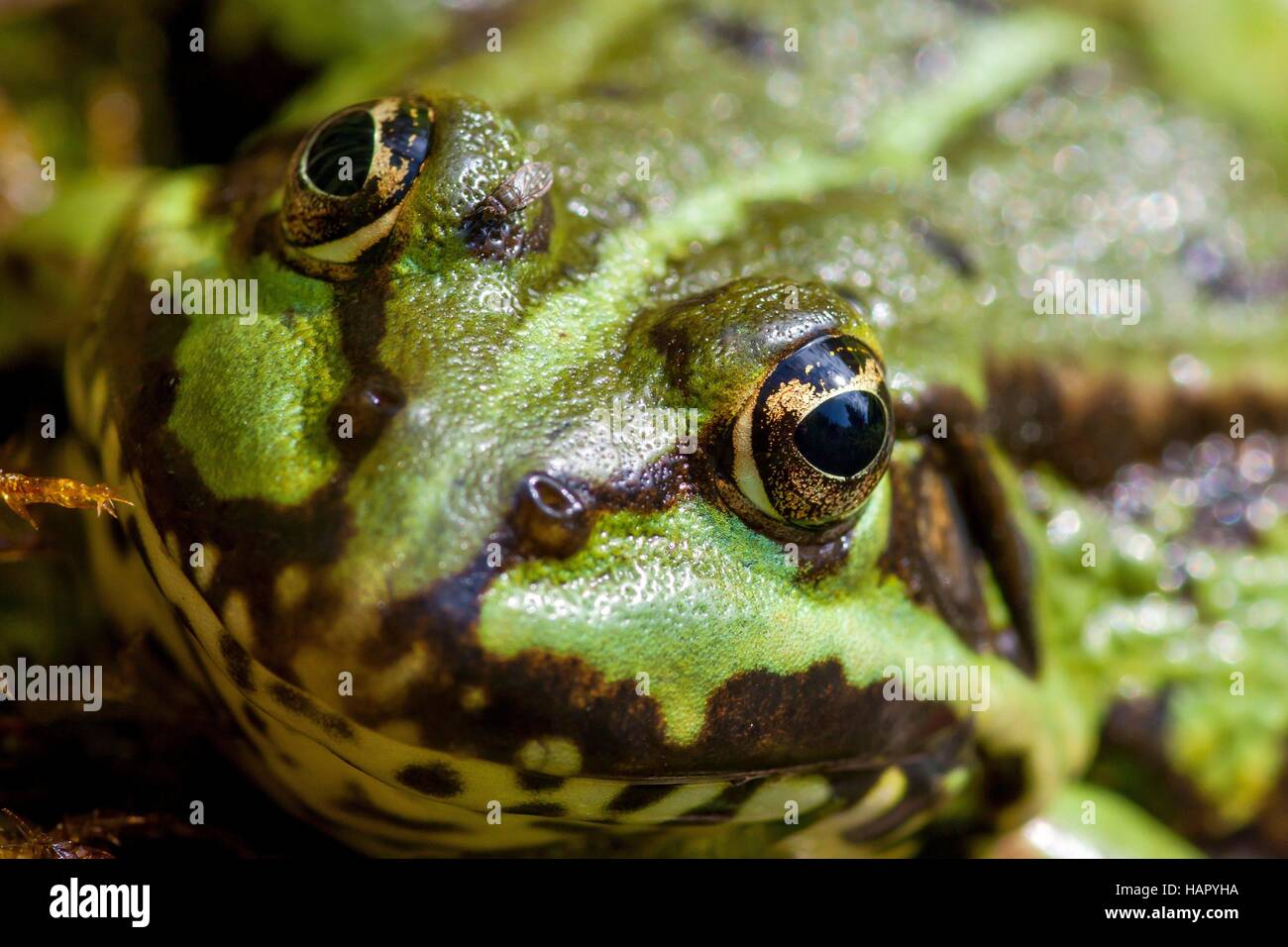 A frog (pool frog) is sitting in a garden pond in Welzow (Brandenburg ...