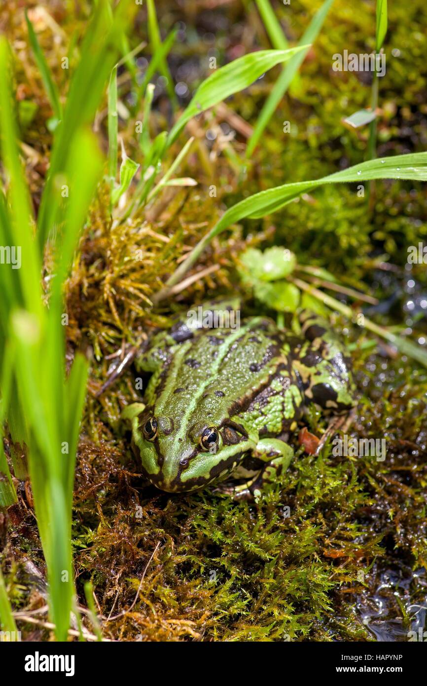 A frog (pool frog) is sitting in a garden pond in Welzow (Brandenburg ...