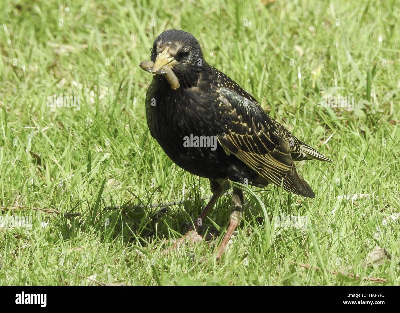 Starling with food, may 2016 | usage worldwide Stock Photo - Alamy