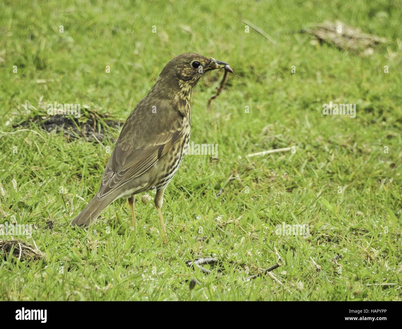 Song Thrush with food, may 2016 | usage worldwide Stock Photo - Alamy