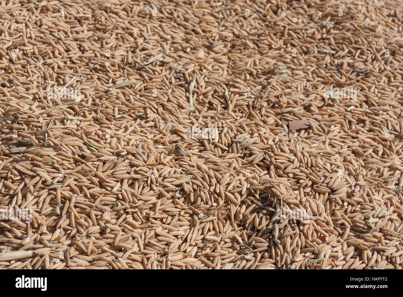 Agriculture Rice Seed Stock Photo - Alamy