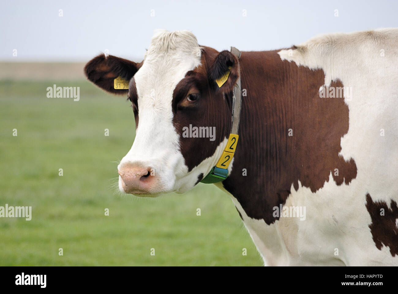 Kuh fressen hi-res stock photography and images - Alamy