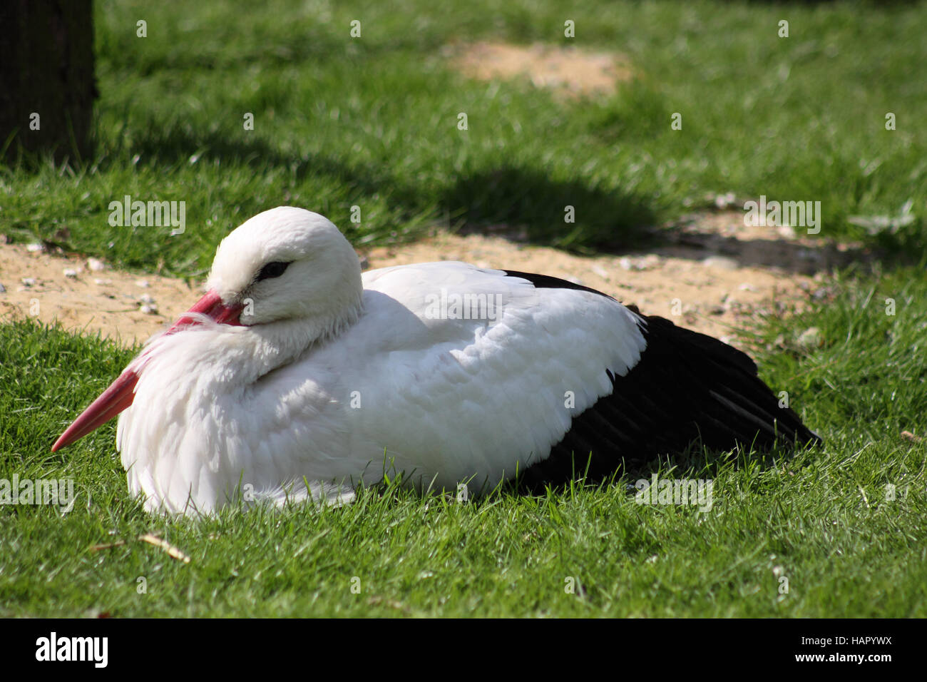 Geburt storch hi-res stock photography and images - Alamy