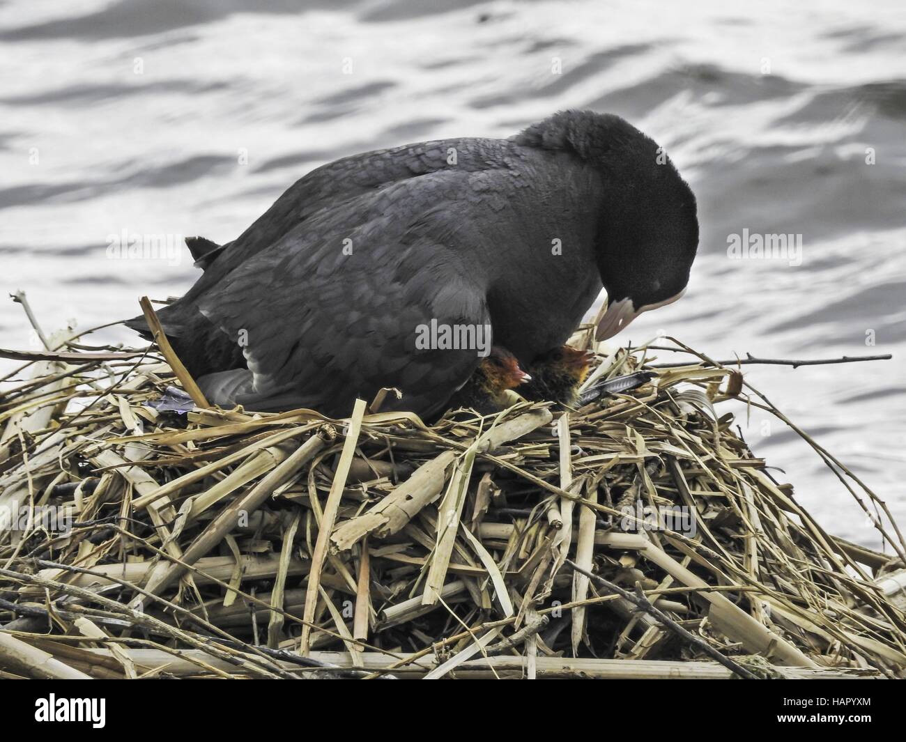 Bald Coot with chicks on nest, may 2016 | usage worldwide Stock Photo ...