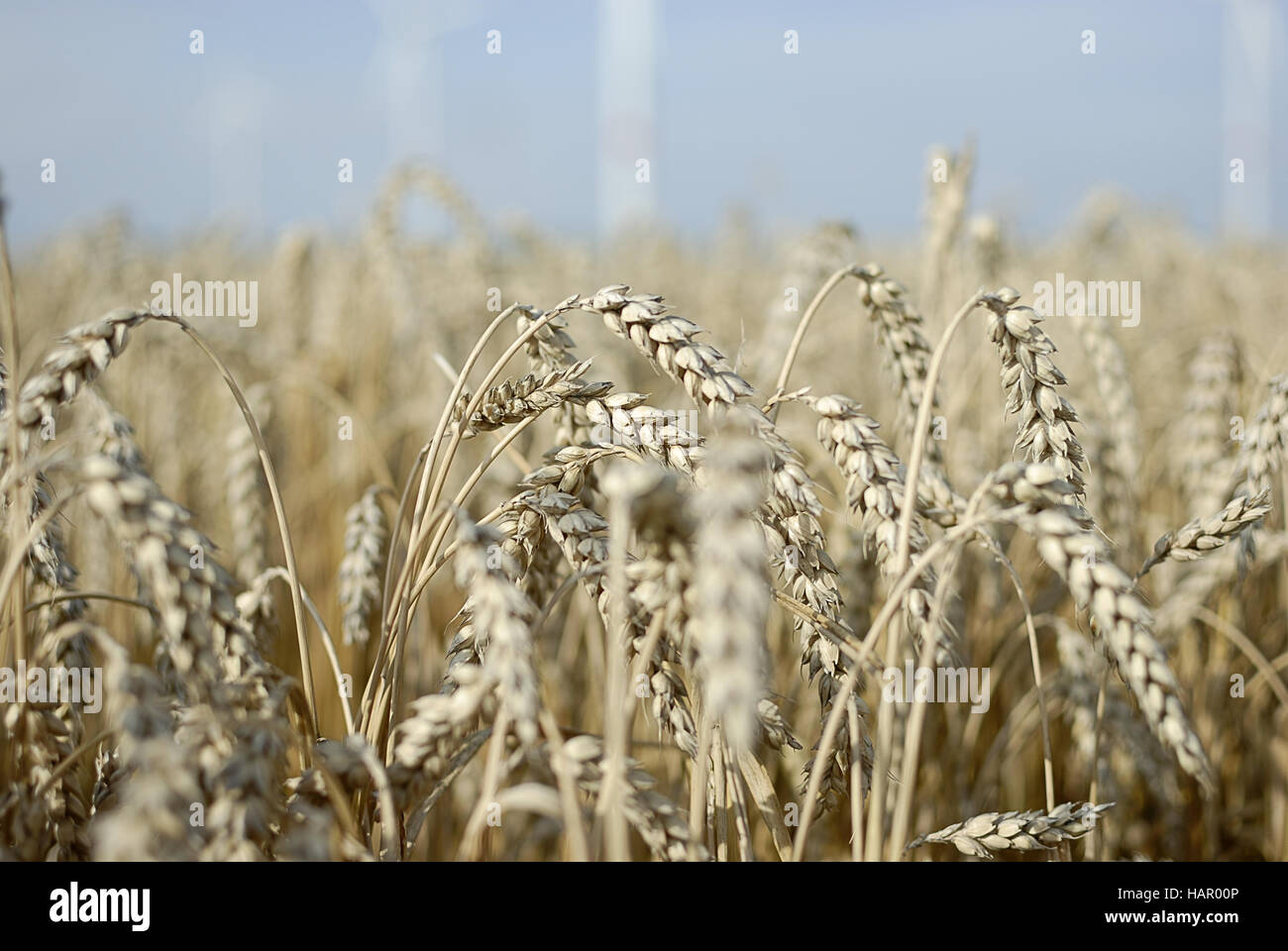 erntereif - ripely Stock Photo - Alamy