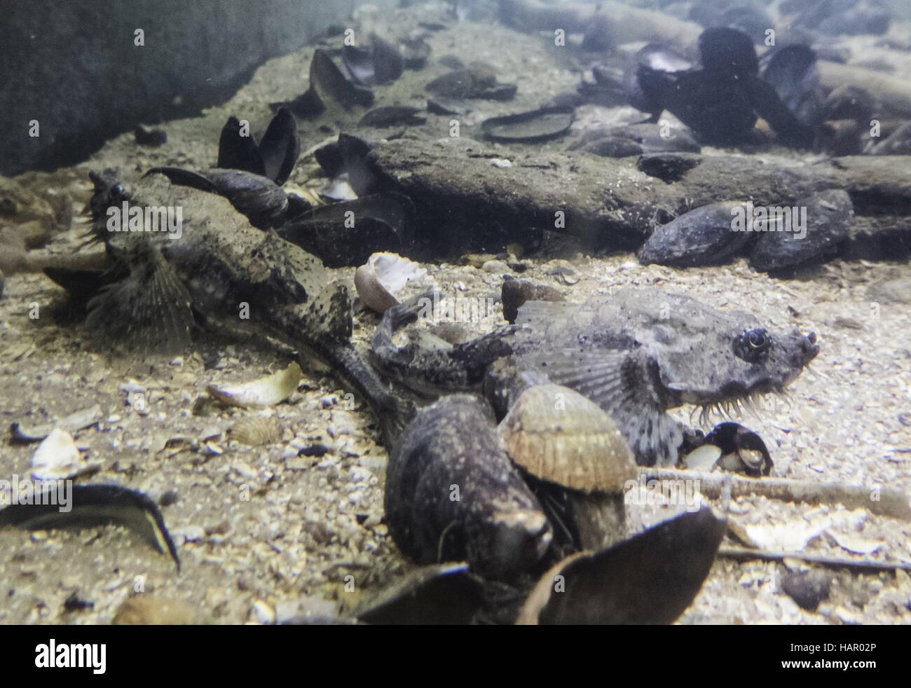 Armed Bullhead, april 2016 | usage worldwide Stock Photo - Alamy