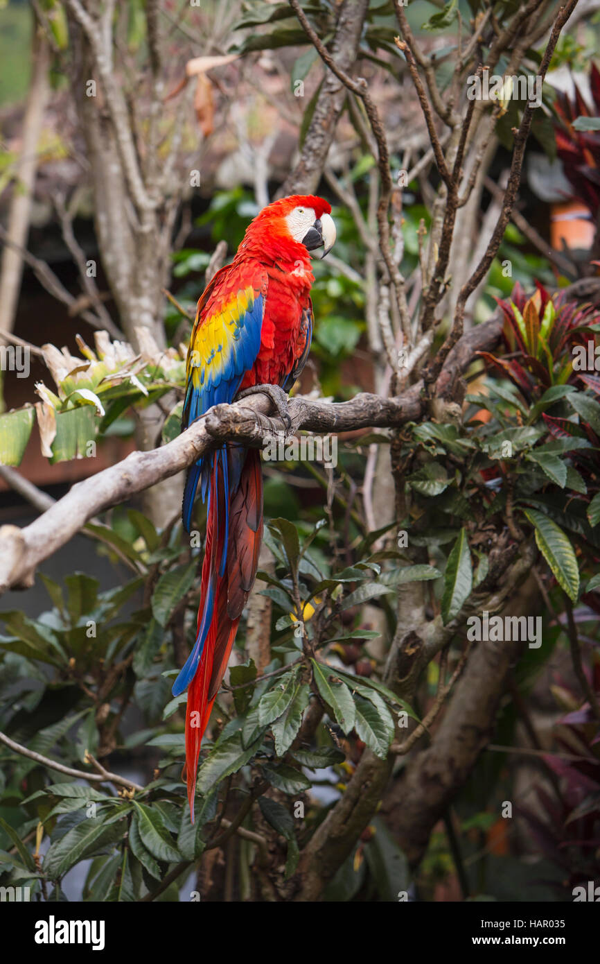 Macaw bird full length image sitting in a tree Stock Photo - Alamy