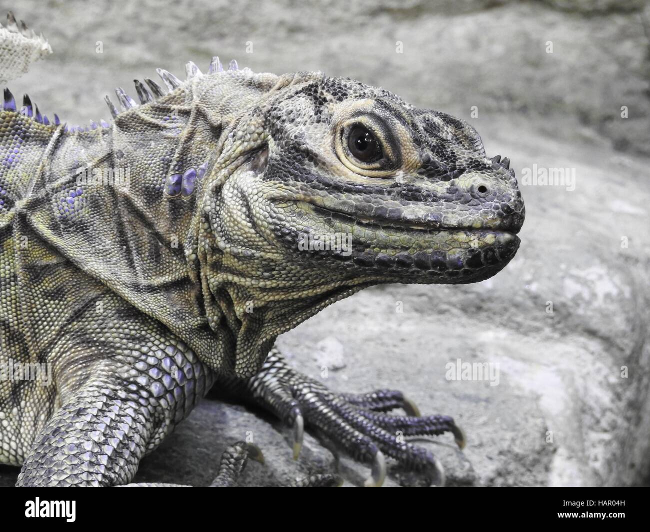 Sailfin Lizard portrait, may 2016 | usage worldwide Stock Photo - Alamy