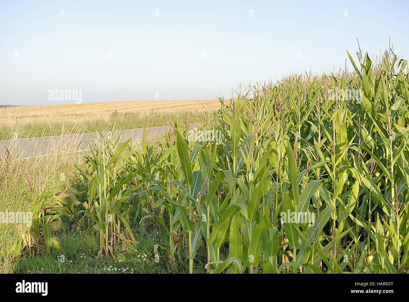 maisfeld - maize/corn field Stock Photo - Alamy