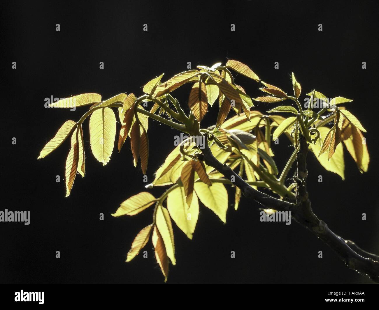 Walnut planting tree hi-res stock photography and images - Alamy