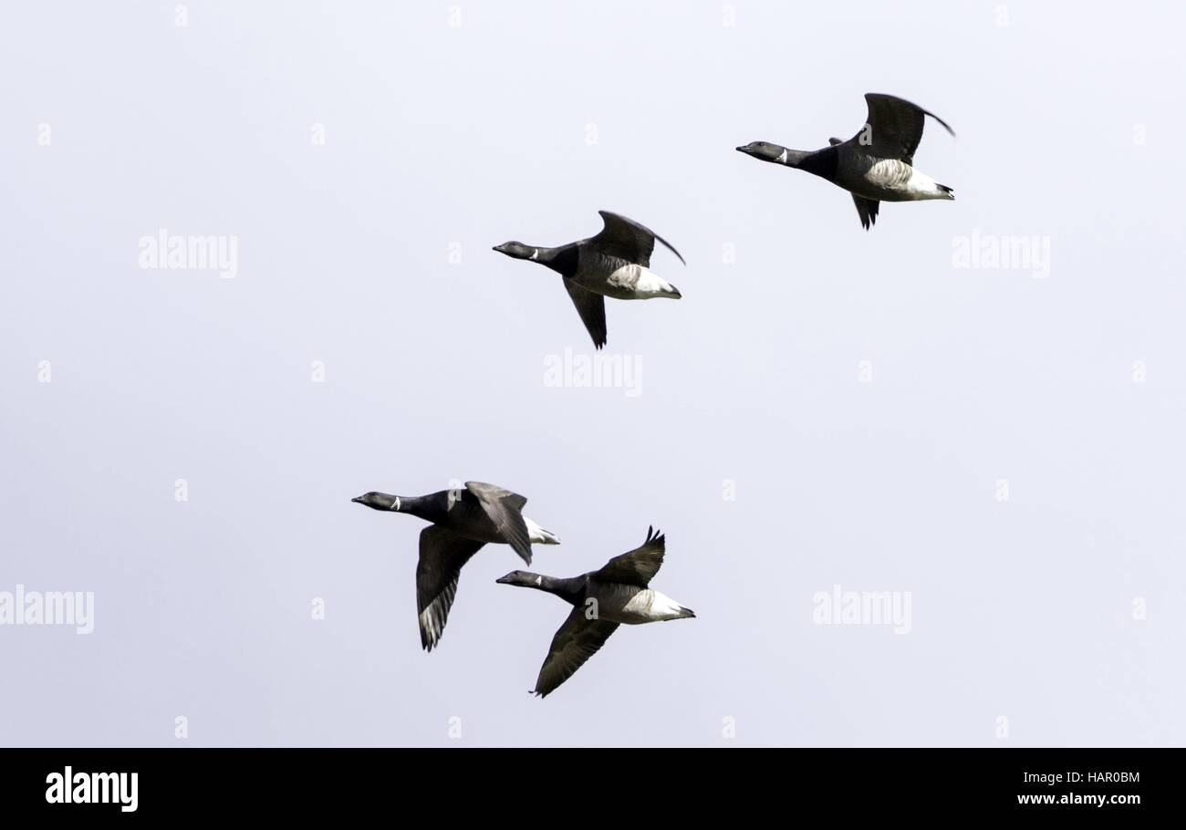 Brent Geese in flight, april 2016 | usage worldwide Stock Photo - Alamy