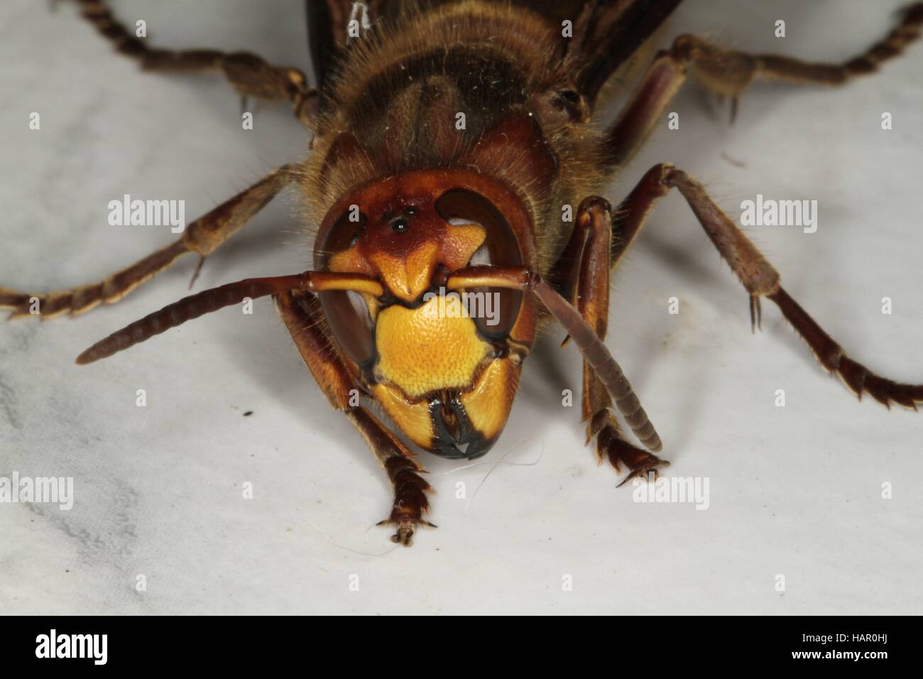 The hornet (Vespa crabro) is the remarkably largest Vespid Wasp in ...