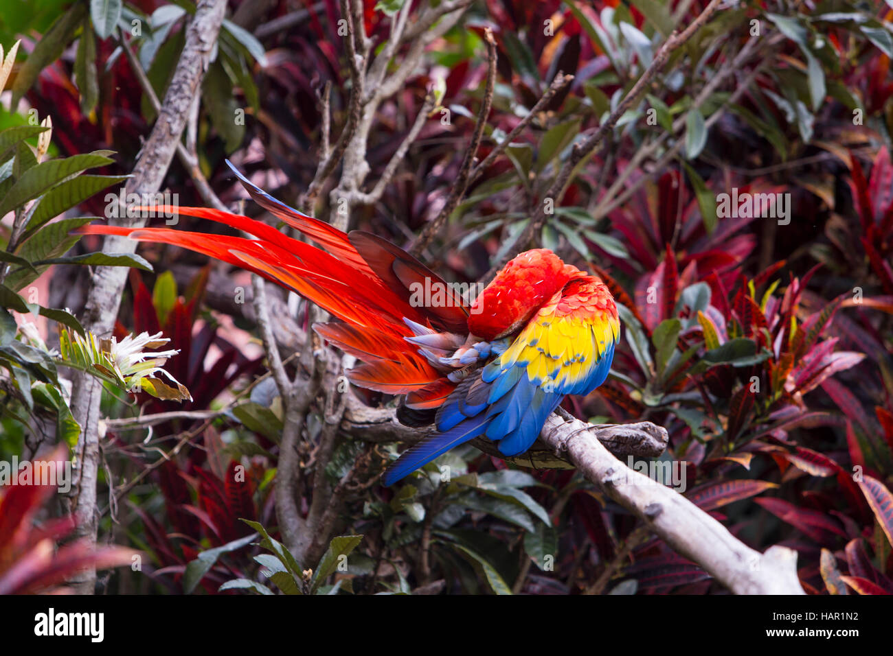 Macaw bird preening while sitting on a branch in a jungle Stock Photo ...