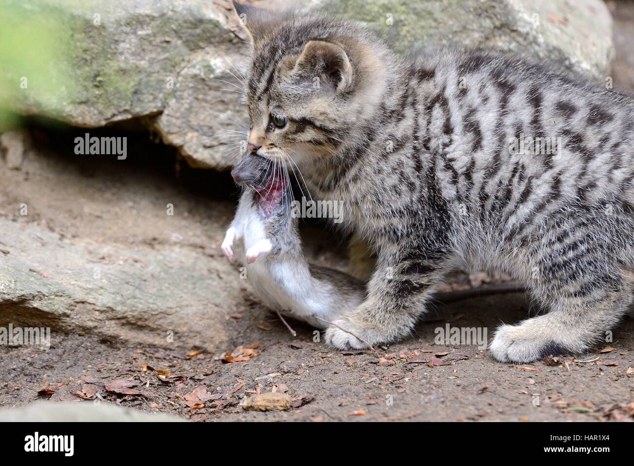 Wildcat, wild cat | usage worldwide Stock Photo - Alamy