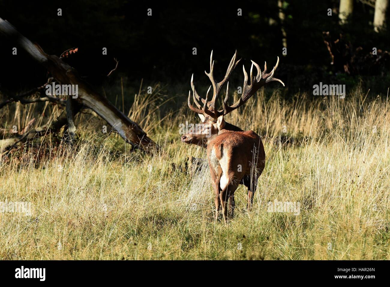 Red deer rut | usage worldwide Stock Photo - Alamy