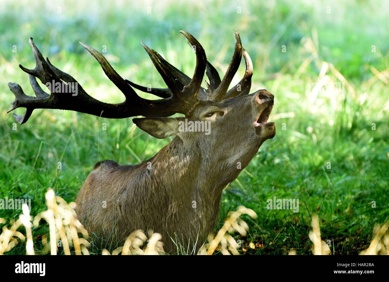Red deer rut | usage worldwide Stock Photo - Alamy