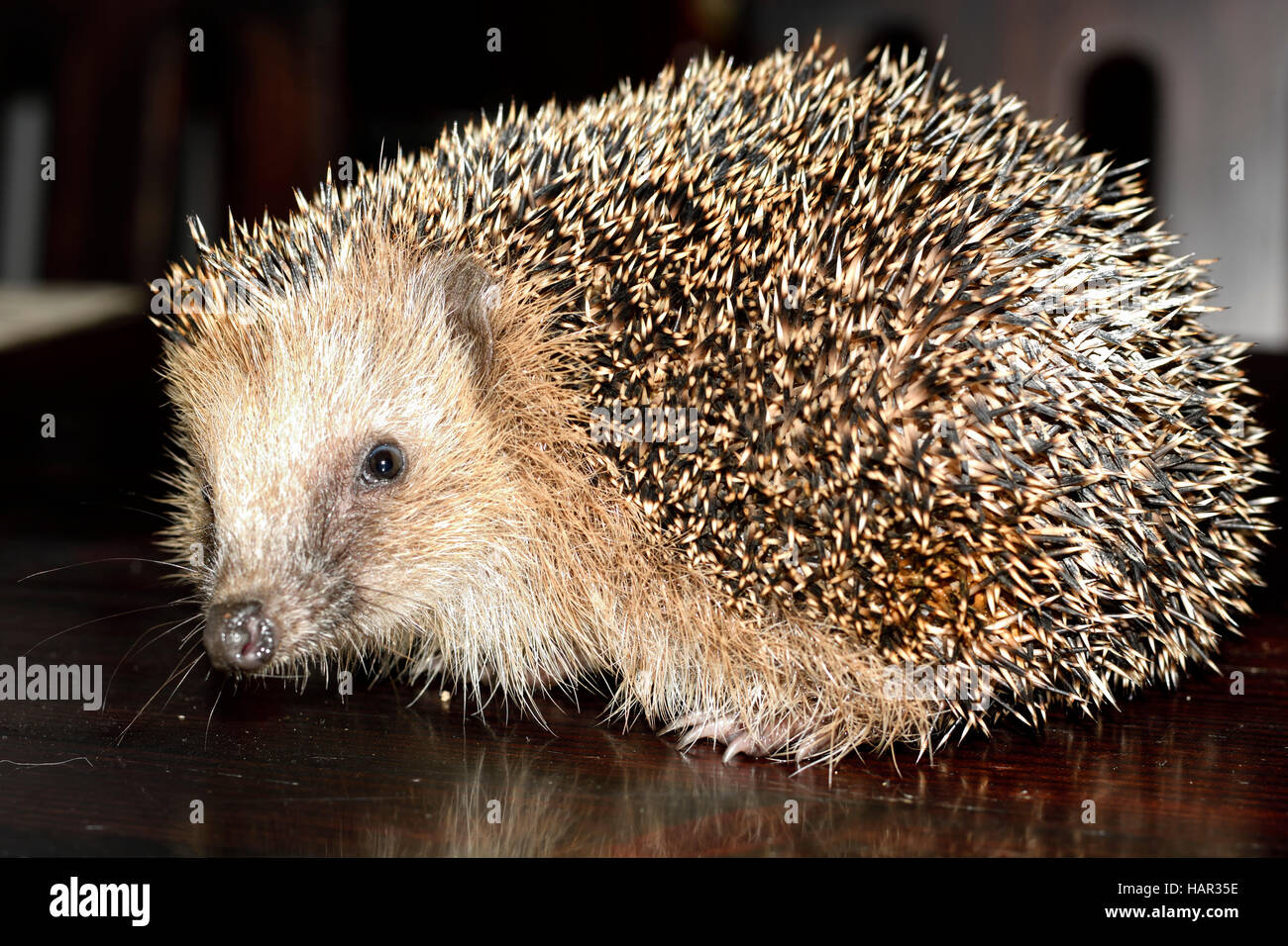 hedgehog curled up Stock Photo - Alamy