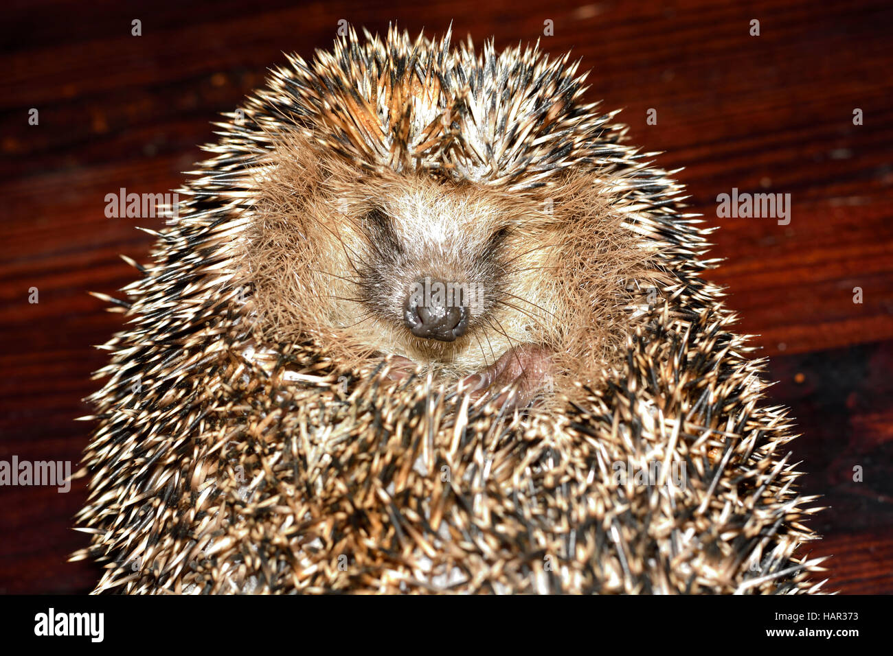 Curled Up Hedgehog High Resolution Stock Photography and Images - Alamy