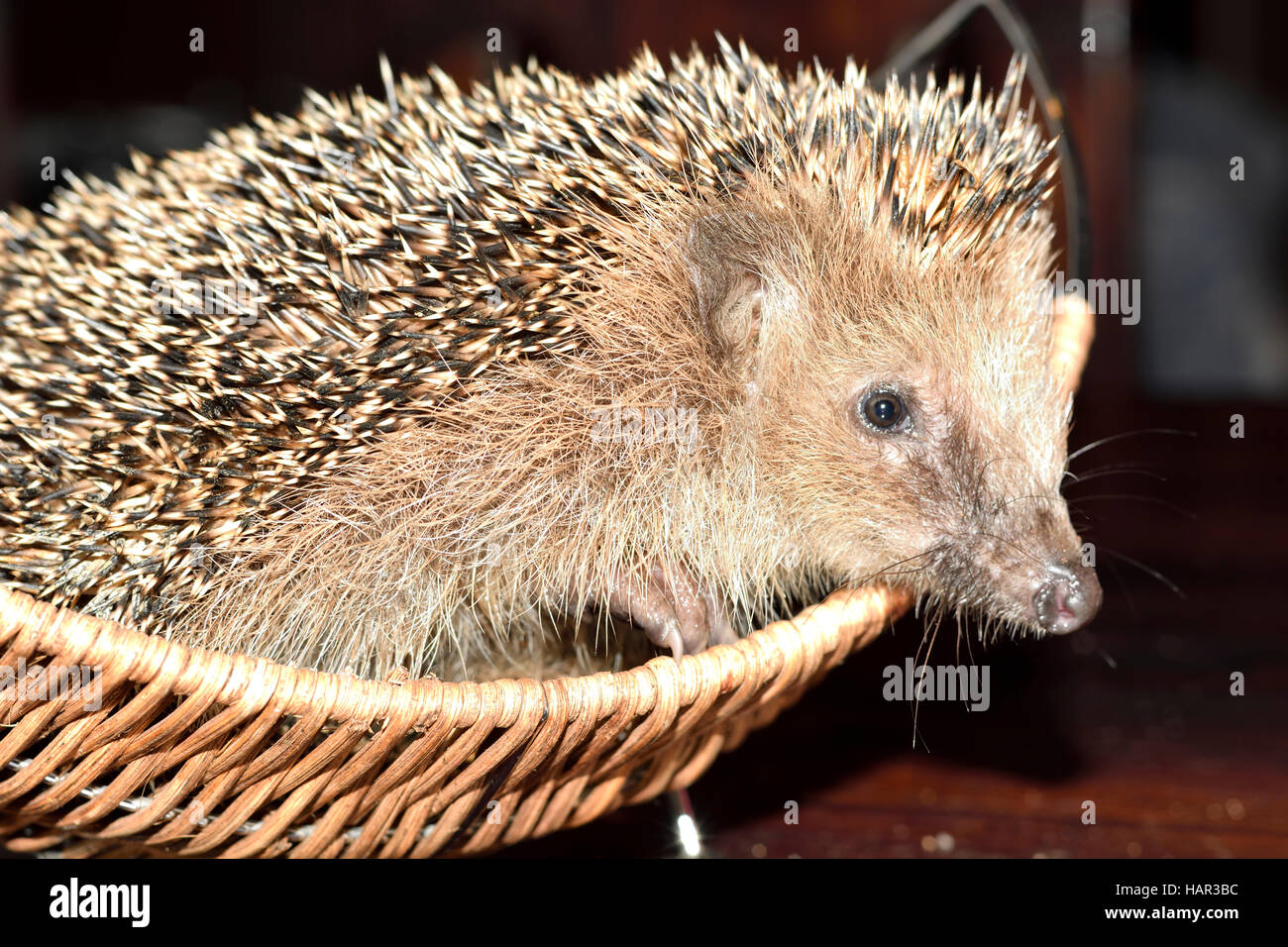 hedgehog curled up Stock Photo - Alamy
