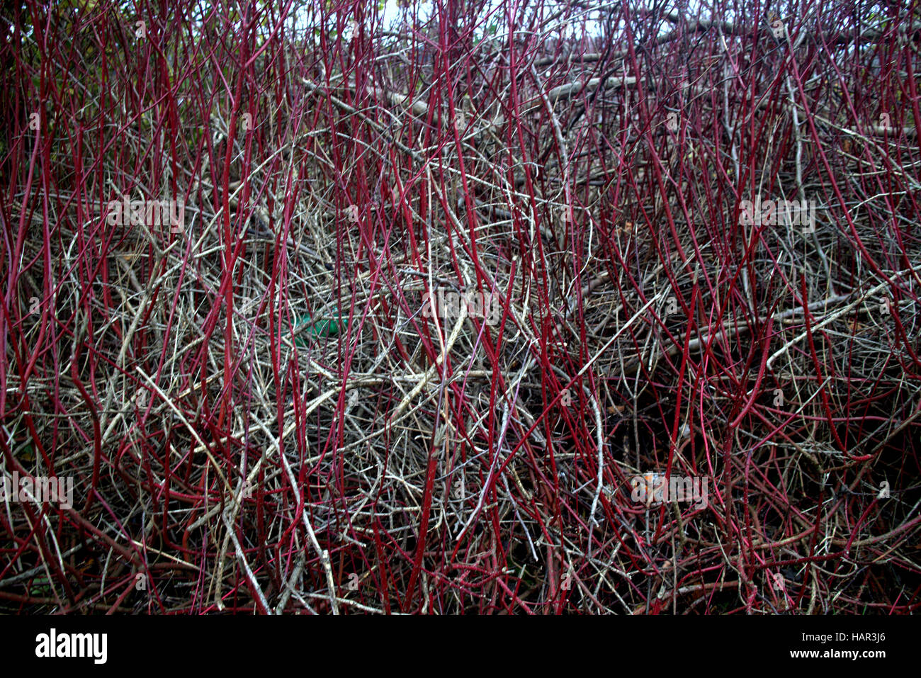 twigs branches trees leafs patterns background Stock Photo - Alamy