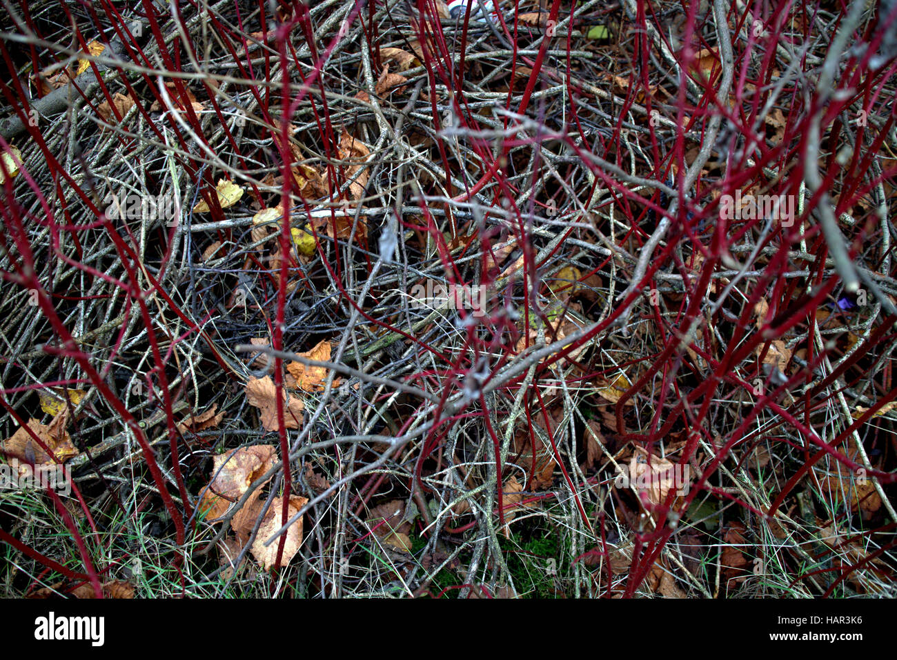 twigs branches trees leafs patterns background Stock Photo - Alamy