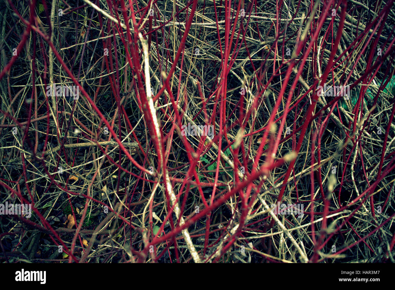twigs branches trees leafs patterns background Stock Photo - Alamy