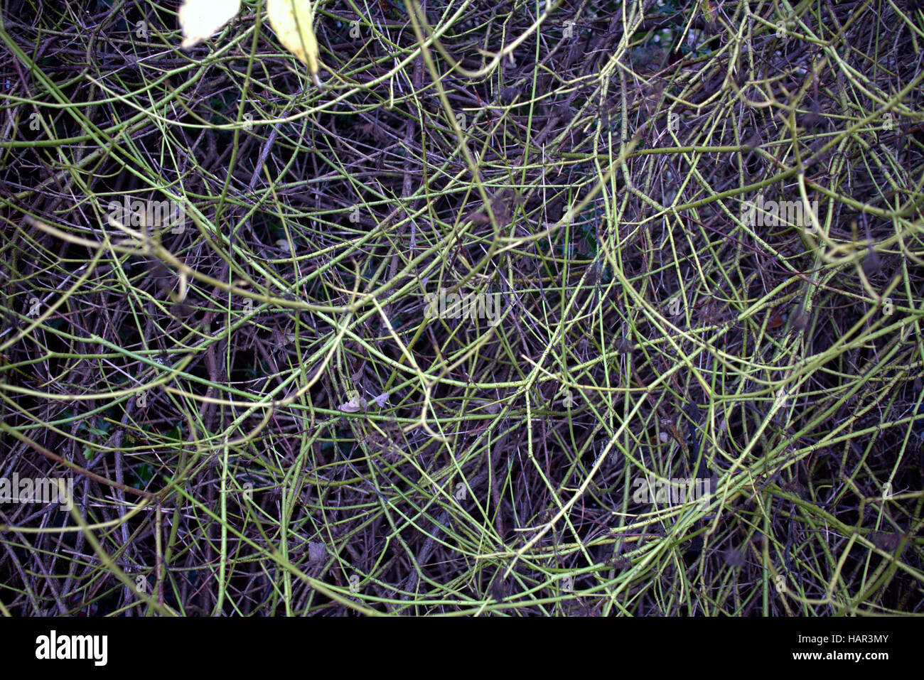 twigs branches trees leafs patterns background Stock Photo - Alamy