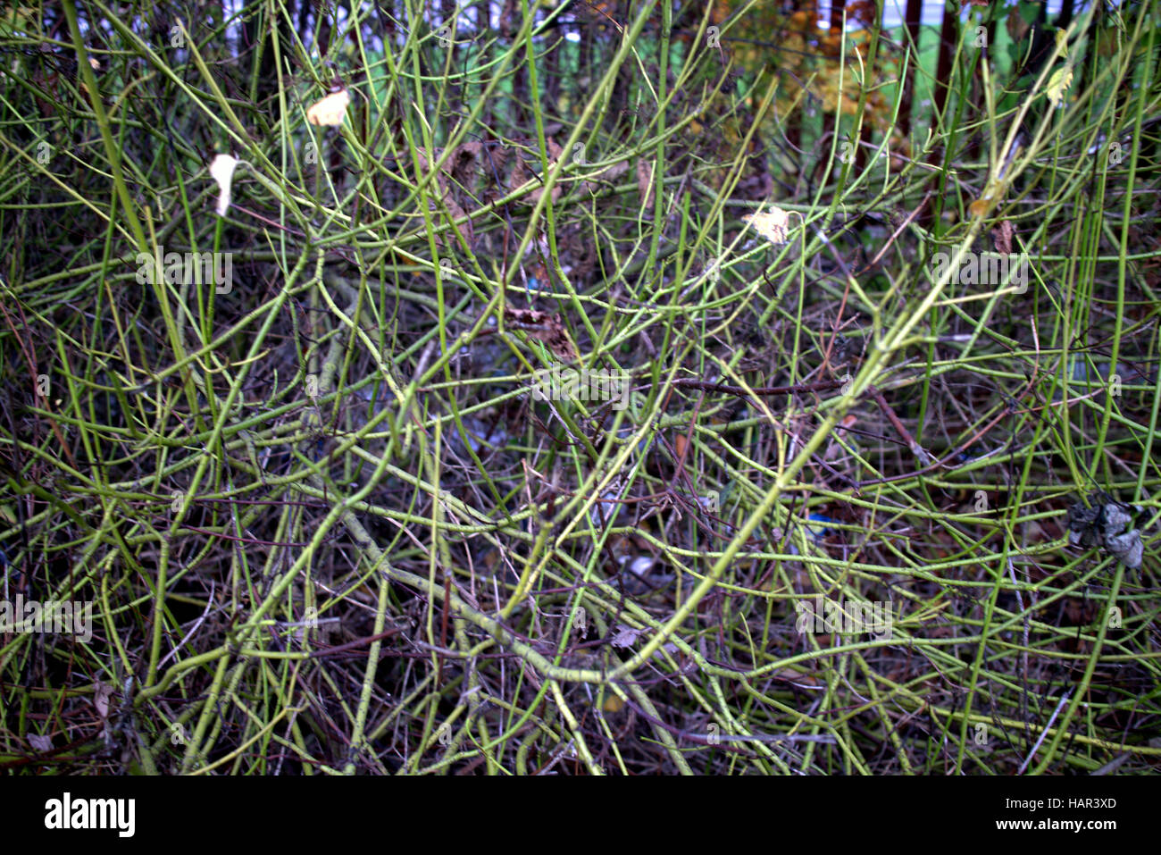 twigs branches trees leafs patterns background Stock Photo - Alamy