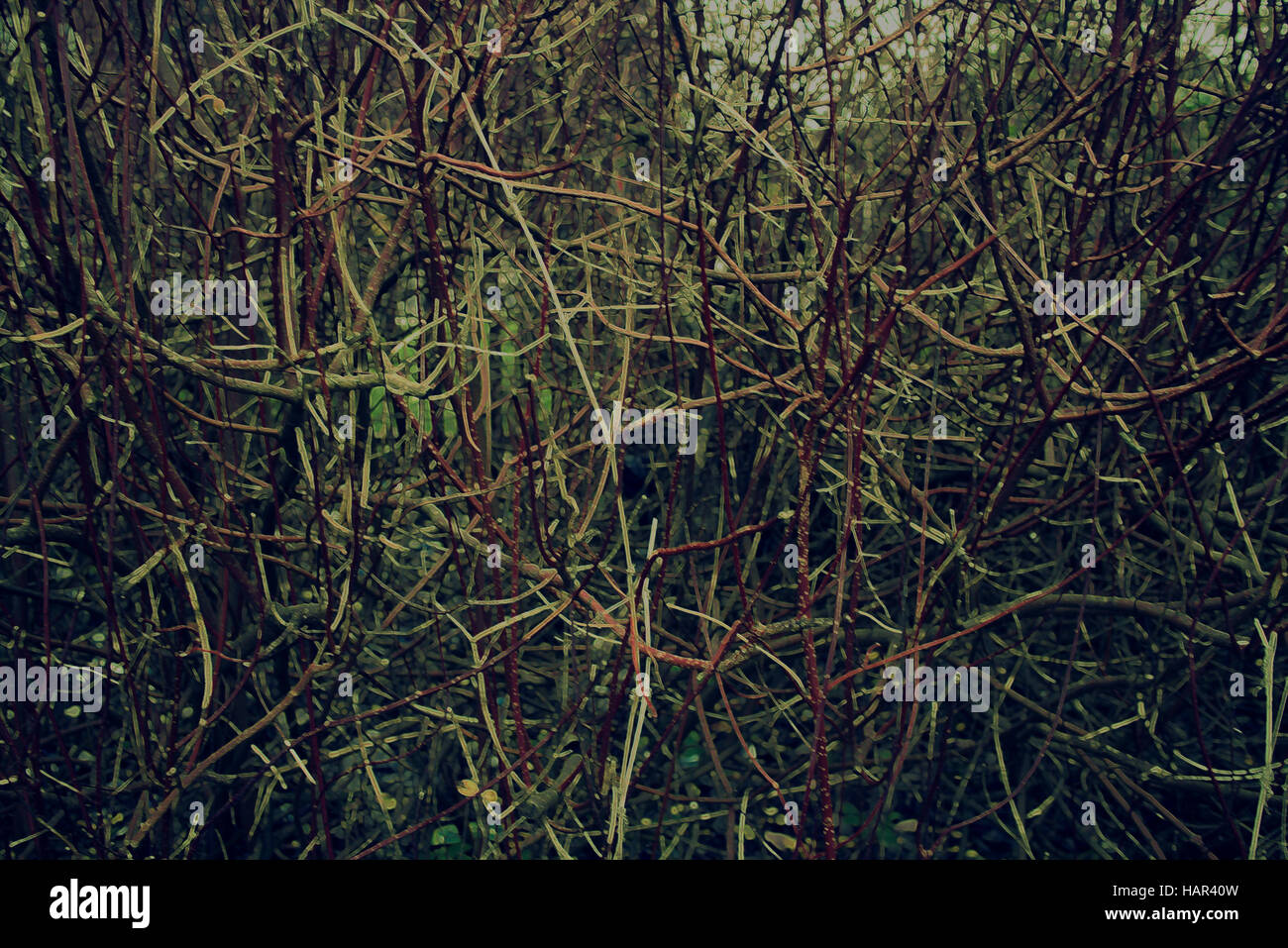 twigs branches trees leafs patterns background Stock Photo - Alamy