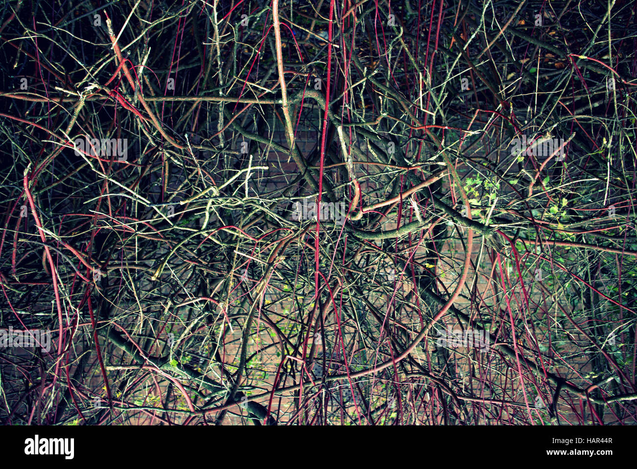 twigs branches trees leafs patterns background Stock Photo - Alamy