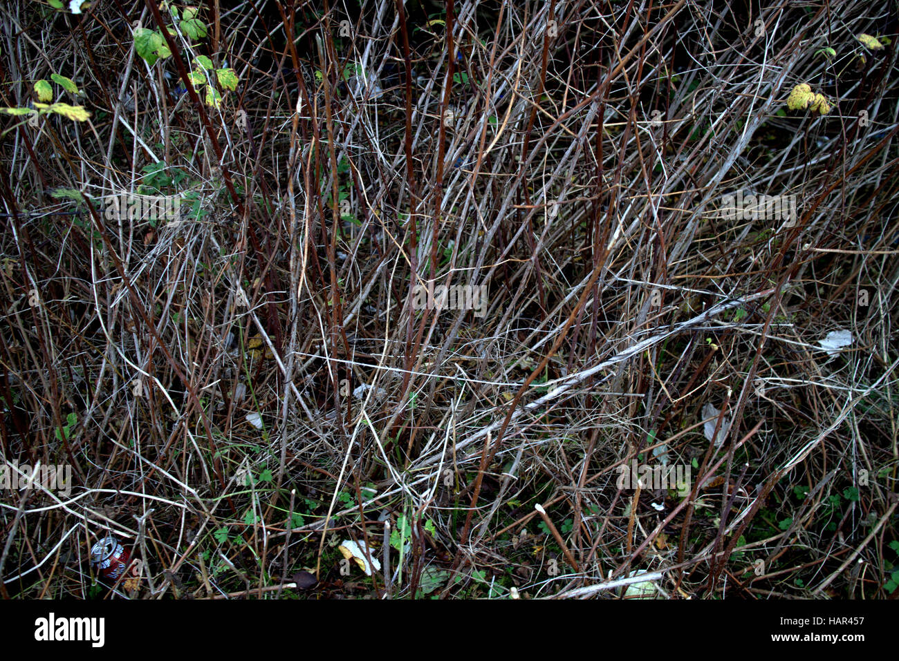 twigs branches trees leafs patterns background Stock Photo - Alamy