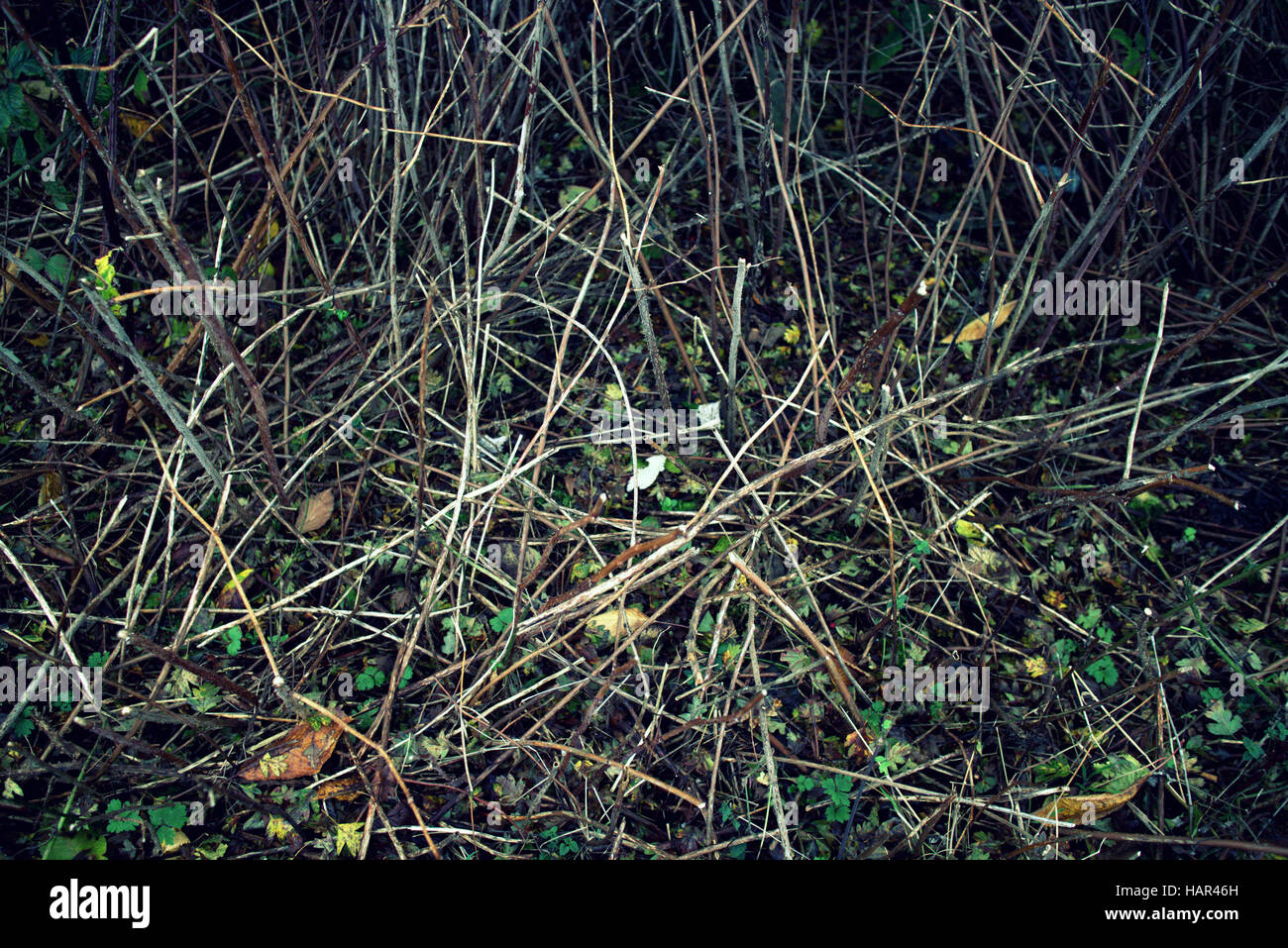 twigs branches trees leafs patterns background Stock Photo - Alamy