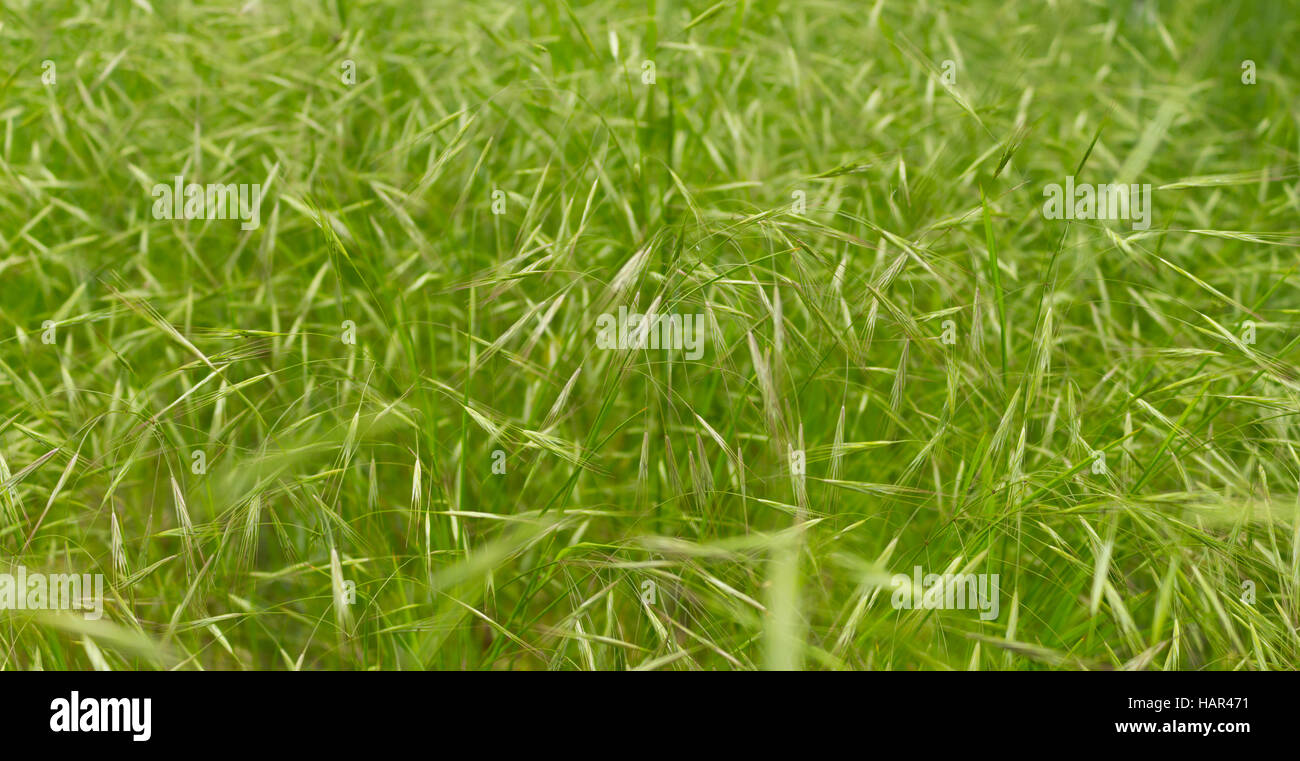 Close up on fresh green grass texture Stock Photo - Alamy