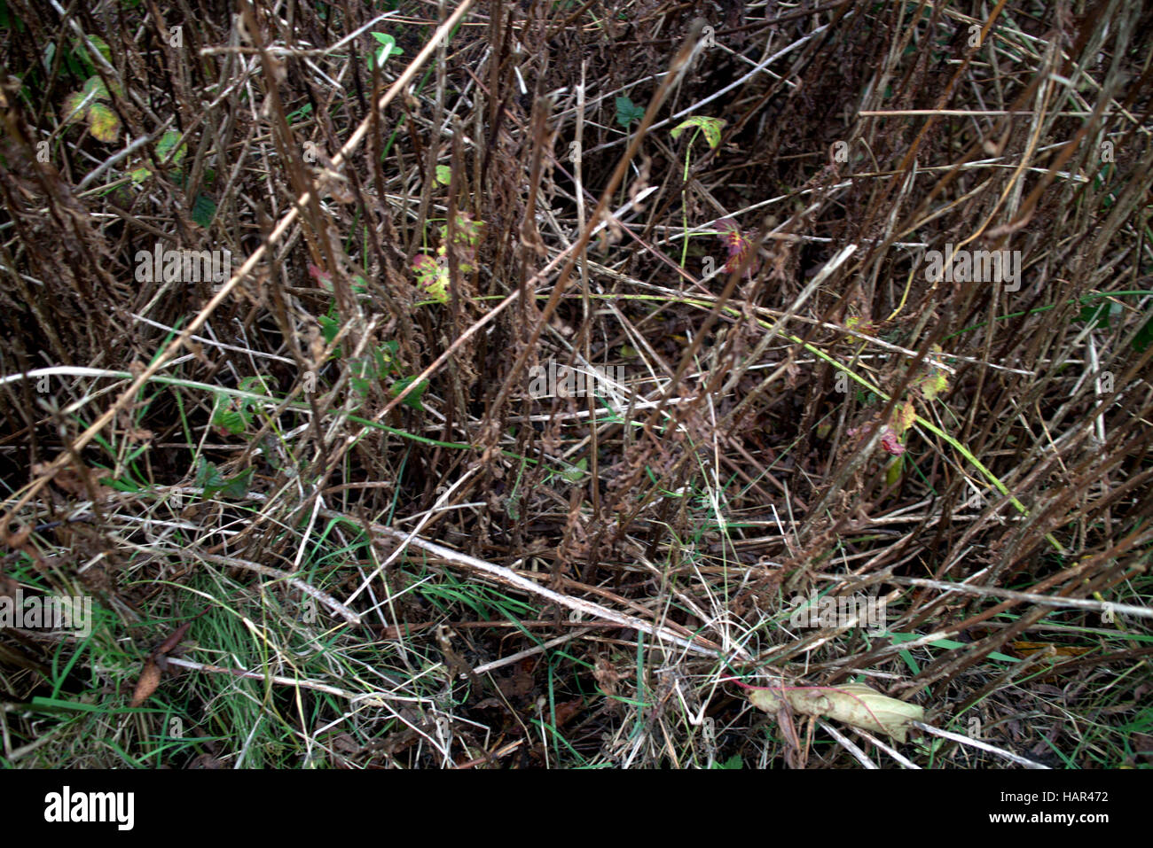 twigs branches trees leafs patterns background Stock Photo - Alamy