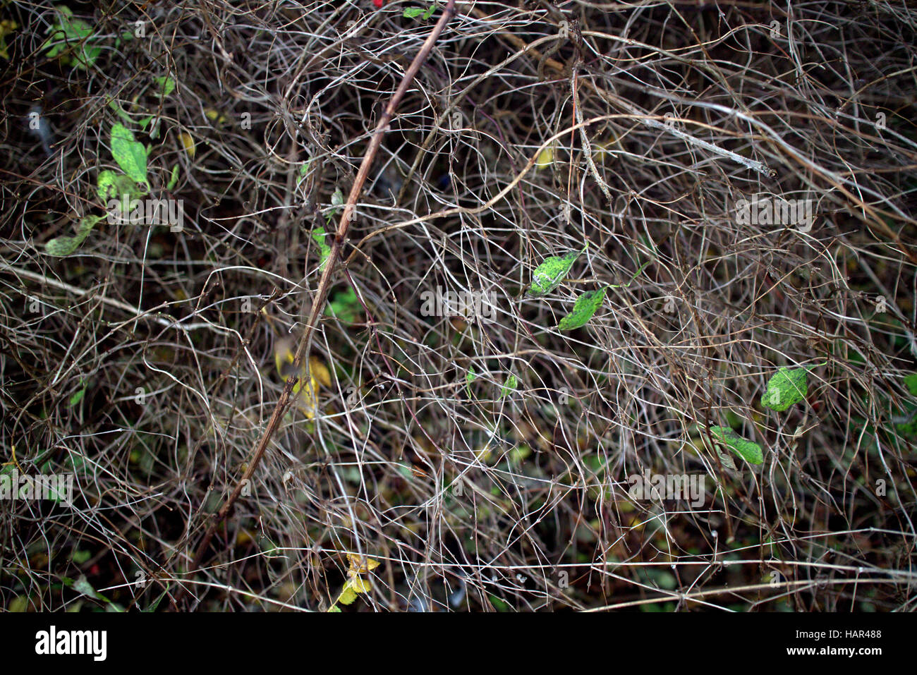 twigs branches trees leafs patterns background Stock Photo - Alamy